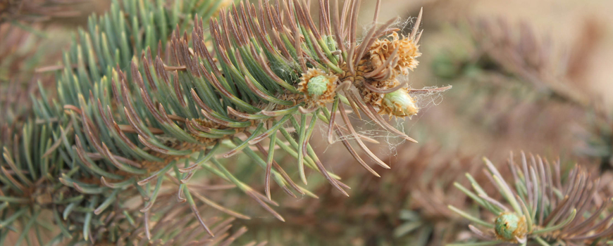 The healing power of pine tips (folk recipes)