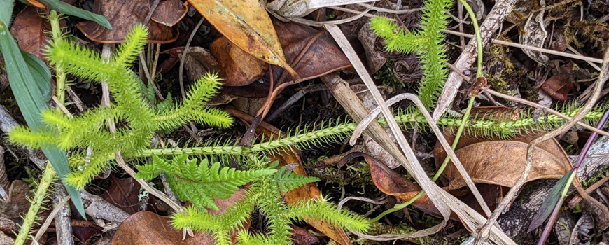 Clubmoss - health benefits, uses and folk recipes