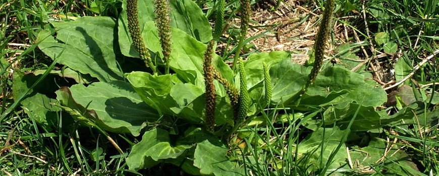 Plantain - superfood and medicinal plant