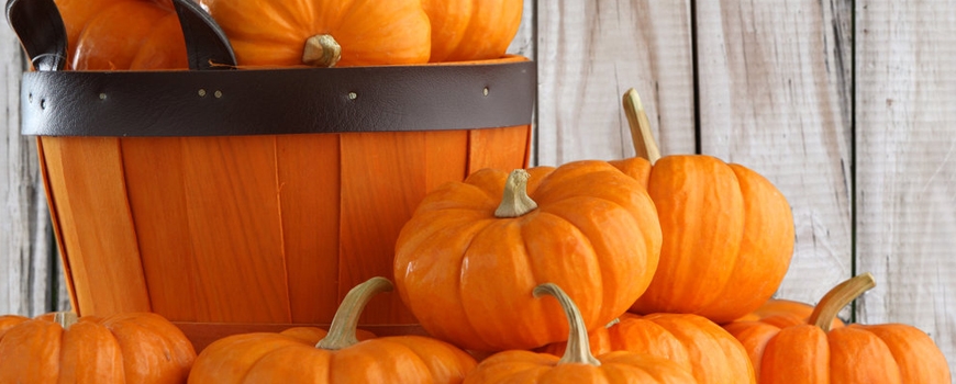 Pumpkin - a real treasure of useful substances